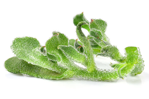 Crystalline Iceplant: Foods Demystified | The Official Wasserstrom Blog